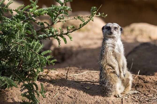 Meerkat Experience at Werribee Open Range Zoo - excl. entry - What to Expect on the Meerkat Experience