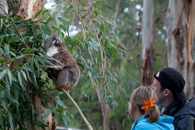 Meerkat Experience at Werribee Open Range Zoo - excl. entry - What Reviewers Say