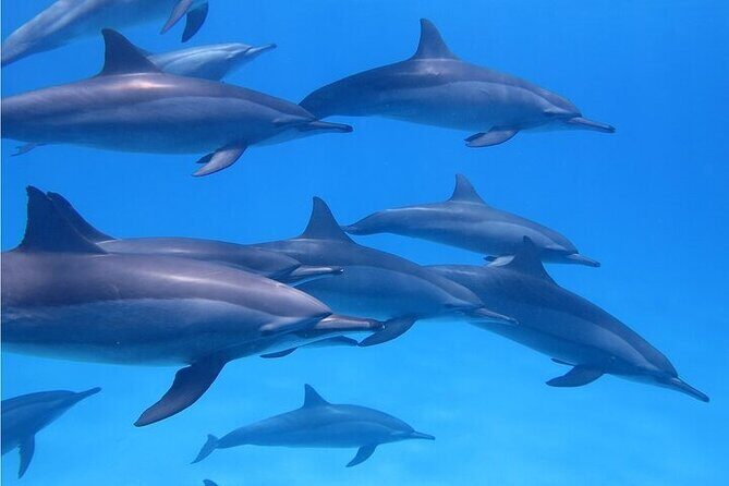 Meet Dolphins in Huatulco - Key Points