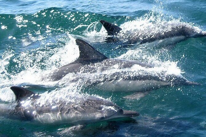 Meet Dolphins in Huatulco - The Experience in Detail
