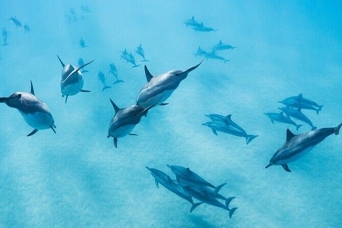 Meet Dolphins in Huatulco - Is This Tour Worth the Cost?