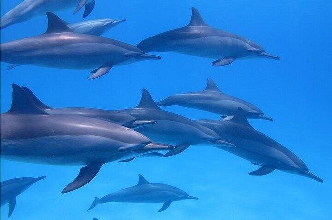 Meet Dolphins in Huatulco - Who Should Consider This Tour?
