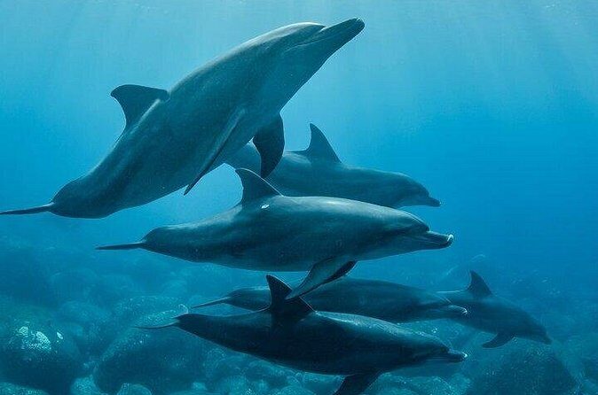 Meet Dolphins in Huatulco - The Sum Up