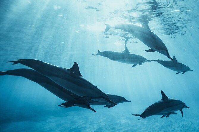 Meet Dolphins in Huatulco - FAQs