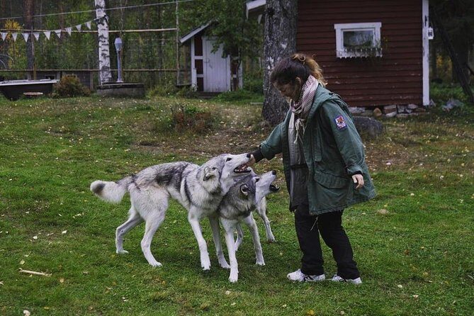 Meet Taivas & the Arctic Wolves - Private Tour - FAQs