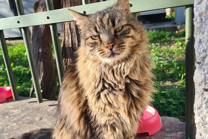 Meet the Cats of Acropolis and Thissio Private Tour - What Real Travelers Say