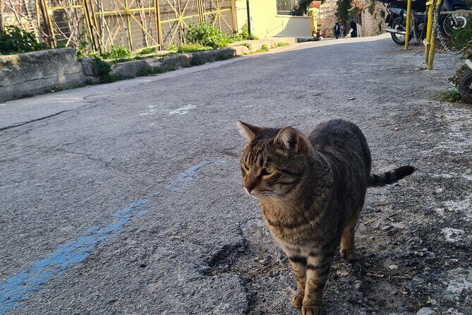 Meet the Cats of Acropolis and Thissio Private Tour - Final Thoughts: Why It’s Worth Considering