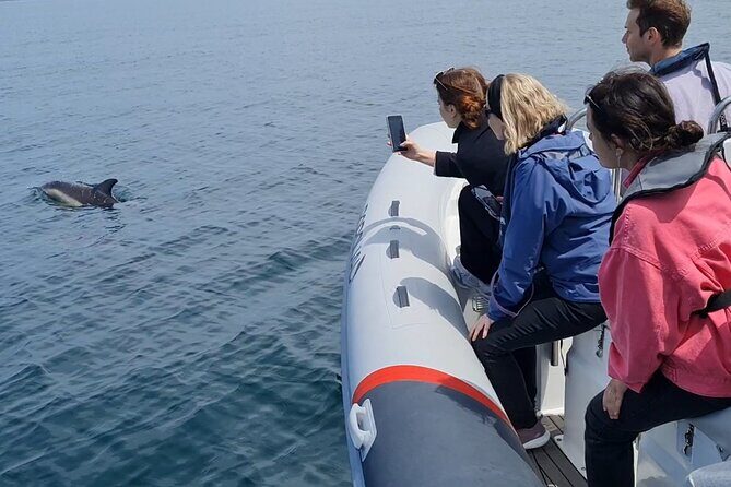 Meet the Lisbon Dolphins - Dolphin Watching in Lisbon - Overall Value and Suitability