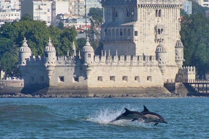 Meet the Lisbon Dolphins - Dolphin Watching in Lisbon - The Sum Up