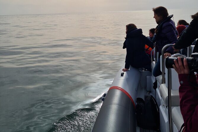 Meet the Lisbon Dolphins - Dolphin Watching in Lisbon - FAQ