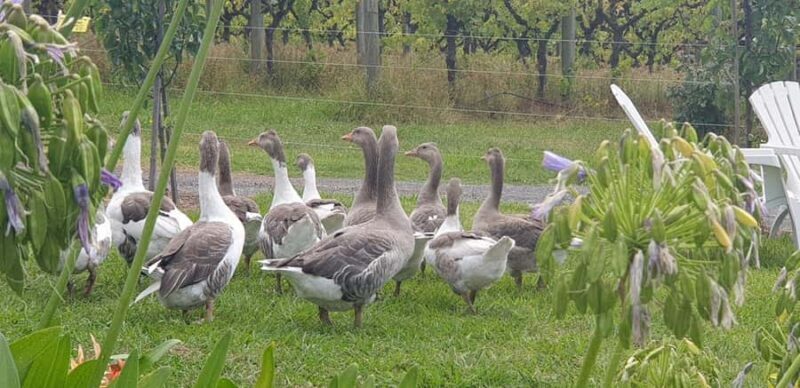 MEL: Private Yarra Valley Wine & Healesville Sanctuary Tours - Discovering the Yarra Valley with a Private Tour