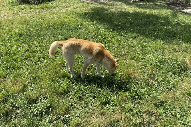 Melbourne and Moonlit Sanctuary Shore Excursion - Authentic Traveler Experiences