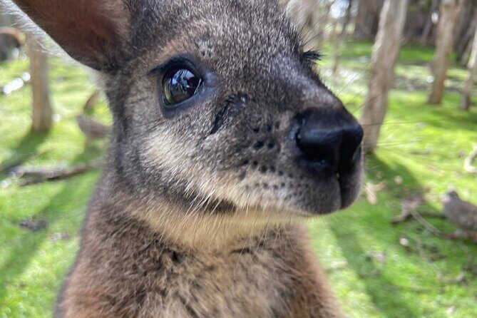 Melbourne and Moonlit Sanctuary Shore Excursion - The Value of This Experience