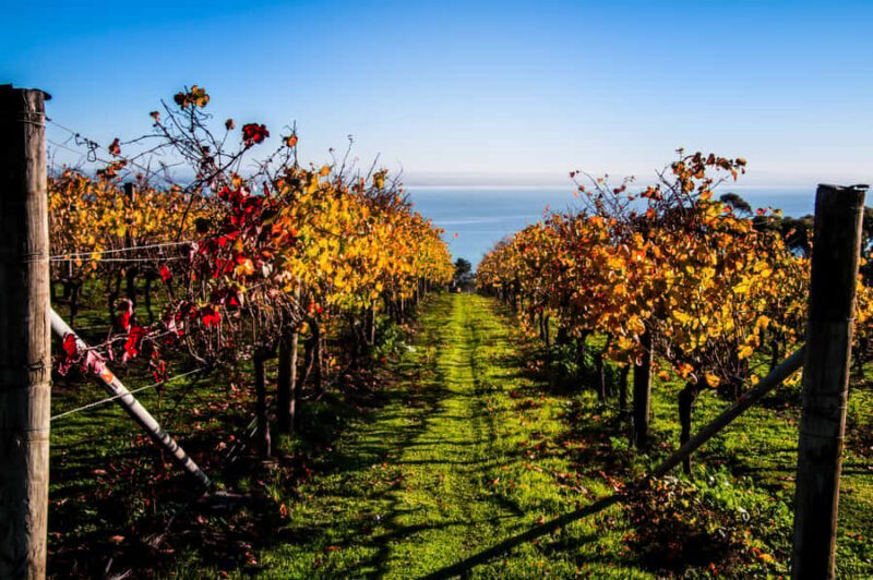 Melbourne: Around the Bay Food & Wine Taste Trail - An Overview of the Experience