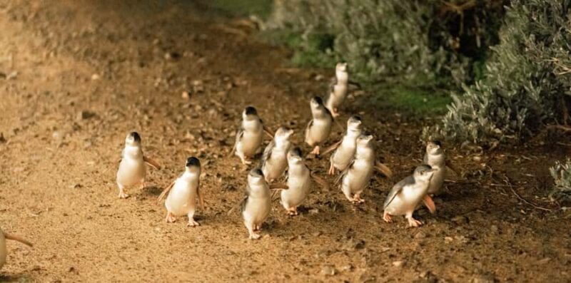 Melbourne: Boutique Phillip Island Wine, Dine & Penguin Tour - Who Is This Tour Best For?