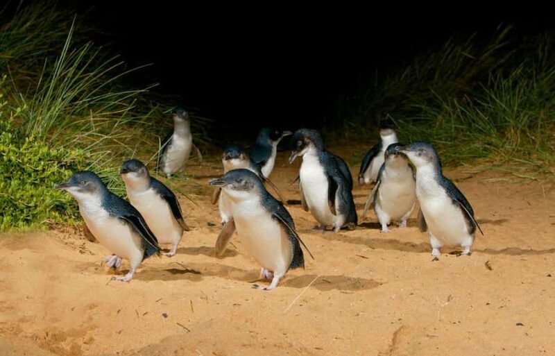 Melbourne: Bunurong Coast & Penguin Parade Day Trip - Who Is This Tour Best Suited For?