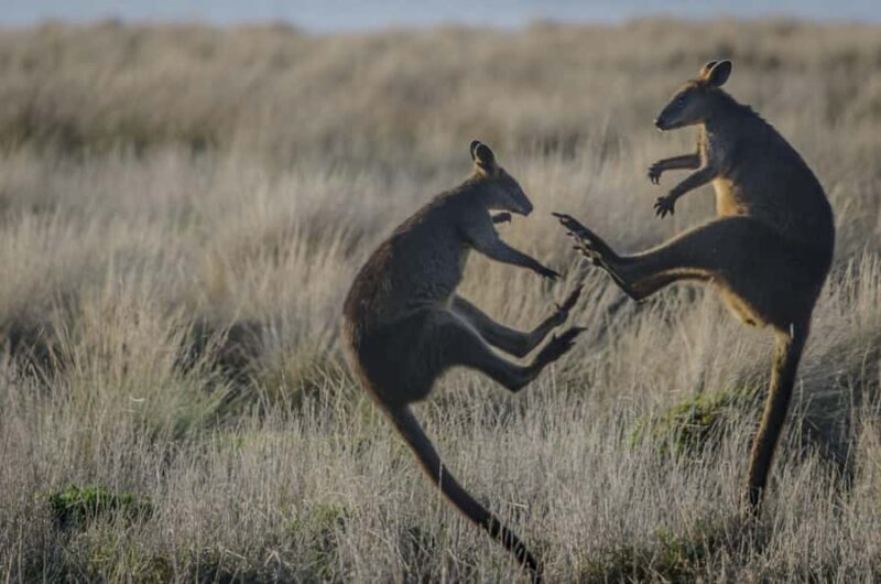 Melbourne: Bunurong Coast & Penguin Parade Day Trip - FAQ
