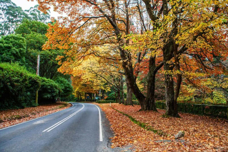 Melbourne: Coastal View & Phillip Isand Penguin Parade Tour - The Sum Up