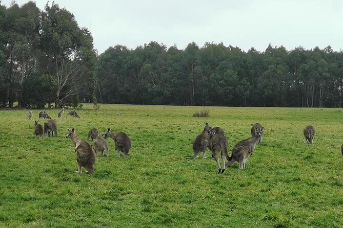 Melbourne Combo: Great Ocean Road Day Trip and Phillip Island Day Trip from Melbourne - Who Is This Tour Best For?