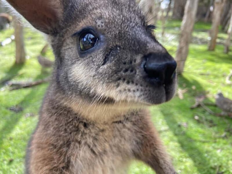 Melbourne Essentials: City, Penguins and Great Ocean Road - The Sum Up