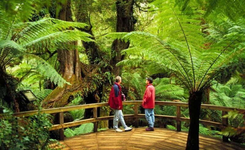 Melbourne: Great Ocean Road, Penguin Parade & Free City Tour - Practical Details