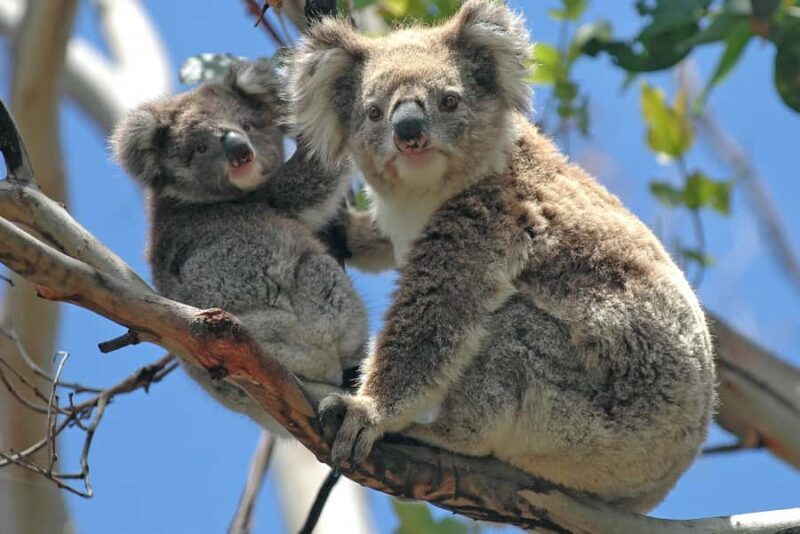 Melbourne: Healesville Sanctuary & Phillip Island Tour - What to Expect from This Tour