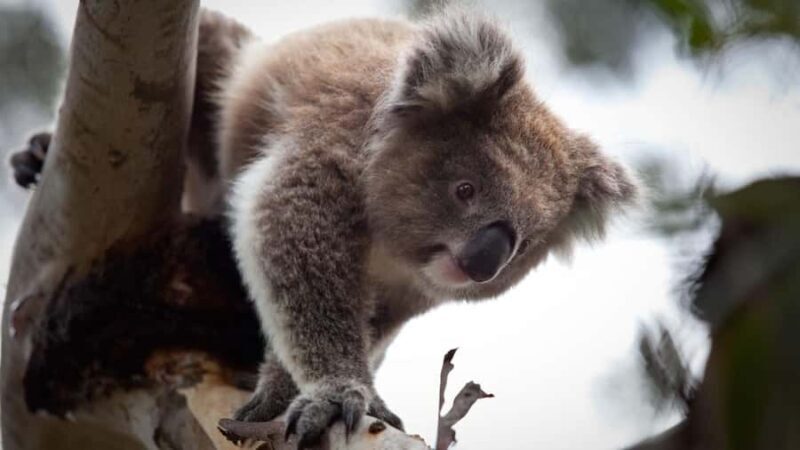 Melbourne: Moonlit Sanctuary and Brighton Beach Boxes Tour - Key Points