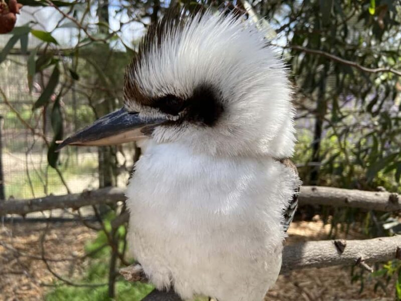Melbourne: Moonlit Sanctuary and Brighton Beach Boxes Tour - Exploring Moonlit Sanctuary