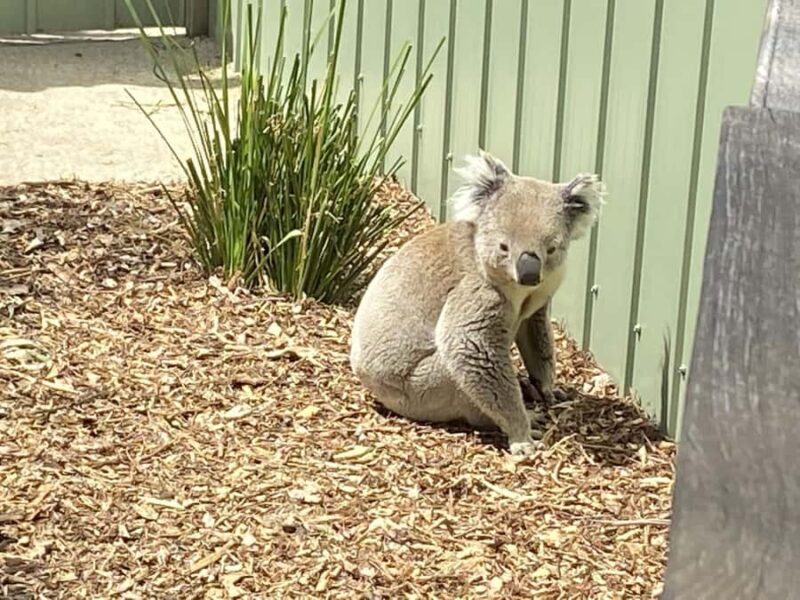 Melbourne: Moonlit Sanctuary and Brighton Beach Boxes Tour - Return Journey and Free Afternoon