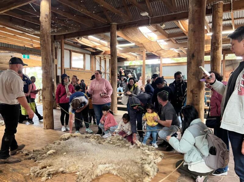 Melbourne: Penguin Parade & Churchill Island Farm Tour - Final Thoughts