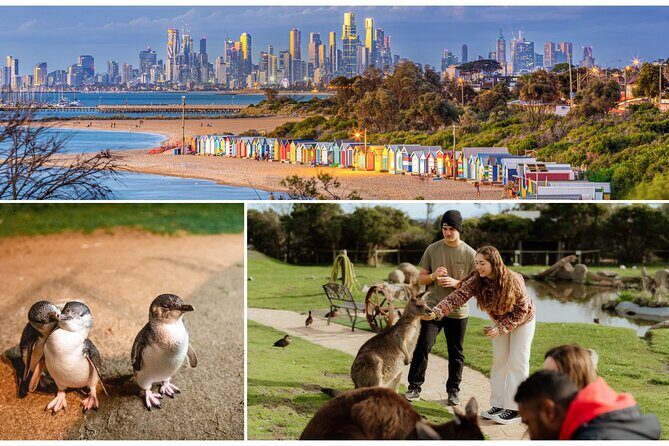 Melbourne: Penguin Parade , Koala & Brighton Bathing Boxes - Melbourne: Penguin Parade, Koala & Brighton Bathing Boxes – An Honest Look