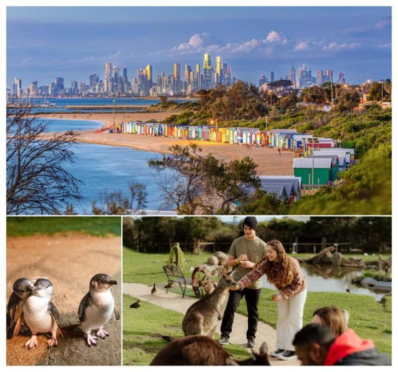 Melbourne: Penguin Parade , Koala & Brighton Bathing Boxes - The Sum Up