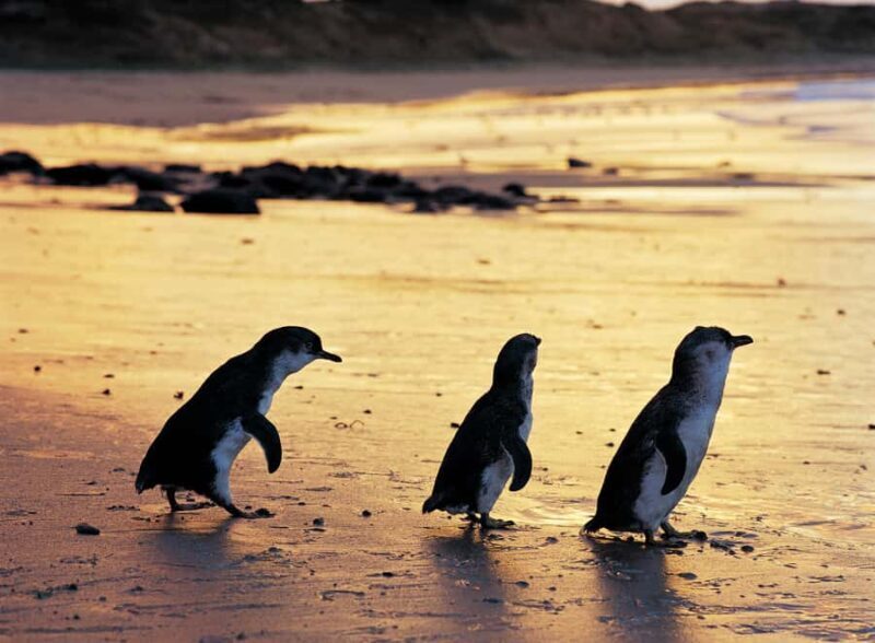 Melbourne: Penguin Parade , Koala & Brighton Bathing Boxes - FAQ