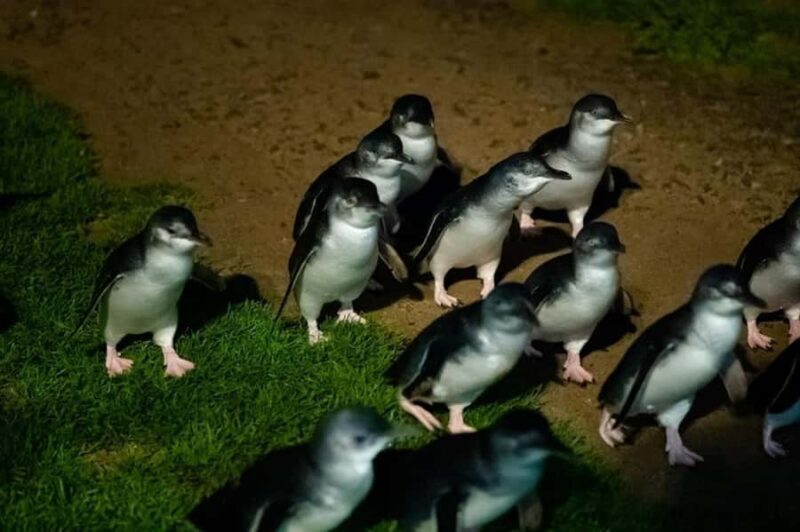 Melbourne: Penguin Parade & Phillip Island Scenic Day Tour - An In-Depth Look at the Tour Experience