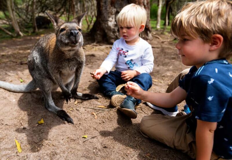 Melbourne: Peninsula Nature Private Day Trip with Dinner - The Itinerary in Detail: What You’ll Experience