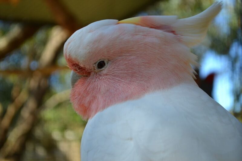 Melbourne: Peninsula Nature Private Day Trip with Dinner - FAQ