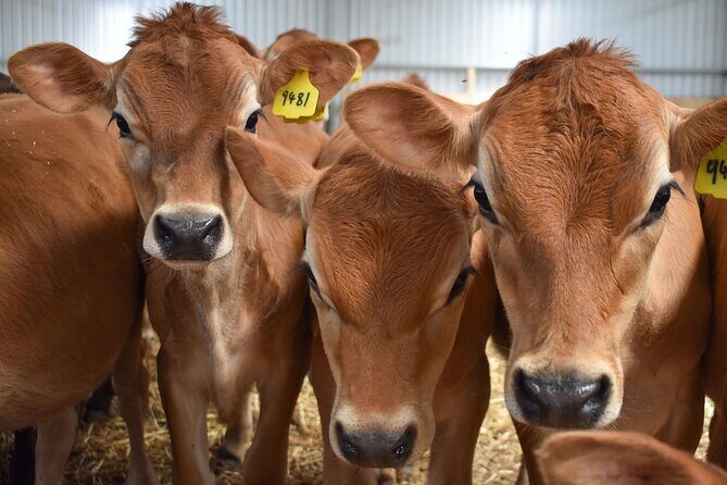 Melbourne Phillip Island 1 Day Tour - The Sum Up