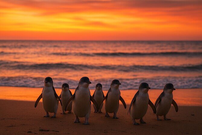Melbourne Phillip Island Penguin Parade Private Tour -Pickup incl - An In-Depth Look at the Tour Itinerary