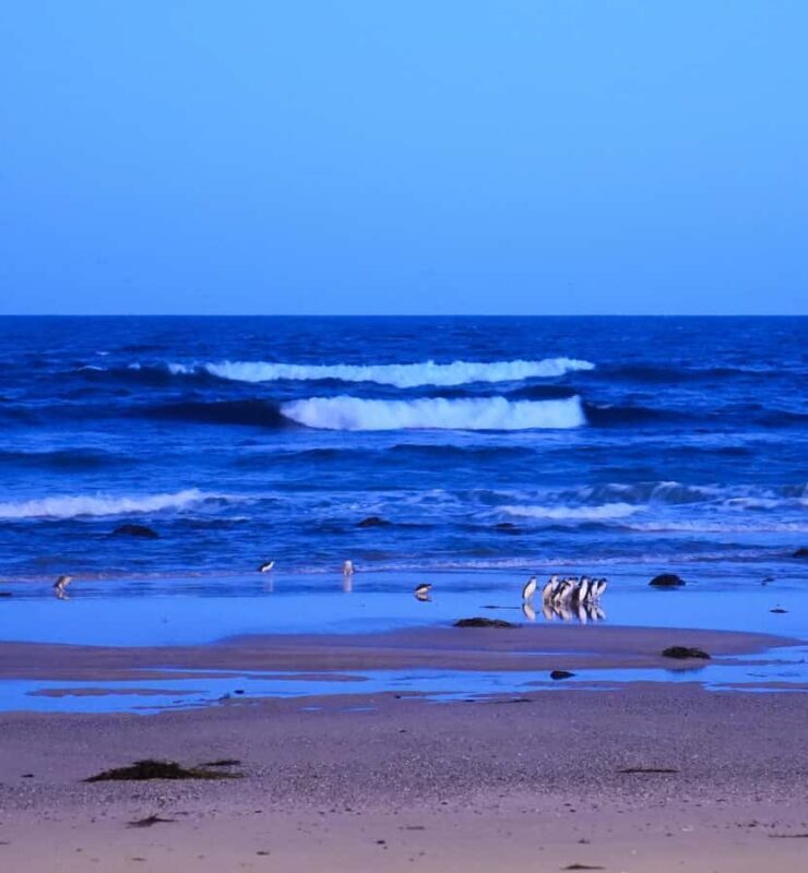 Melbourne: Phillip Island Penguins, Koalas & Hike Tour - The Sum Up: Is This Tour Worth It?