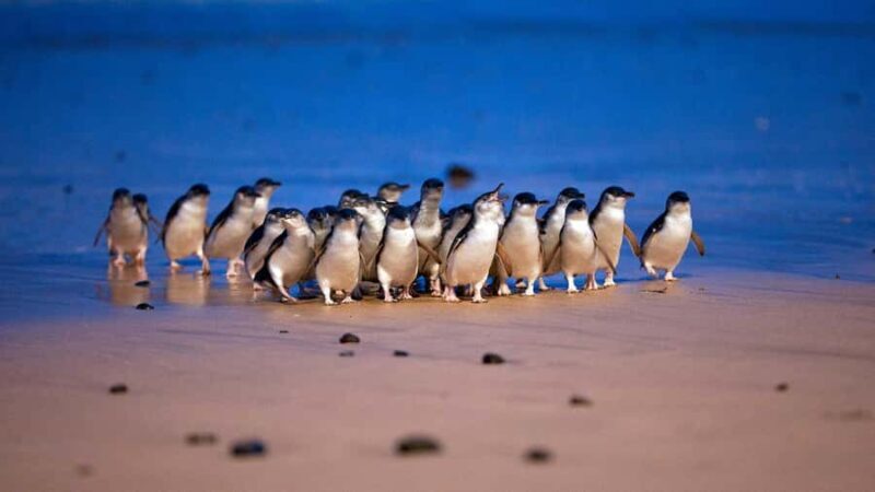 Melbourne: Phillip Island Private Tour, Penguin and Koala - Starting from Melbourne: Convenient Pickup and Transport