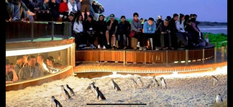 Melbourne: Phillip Island Private Tour with Penguin Parade - Authenticity and Special Moments