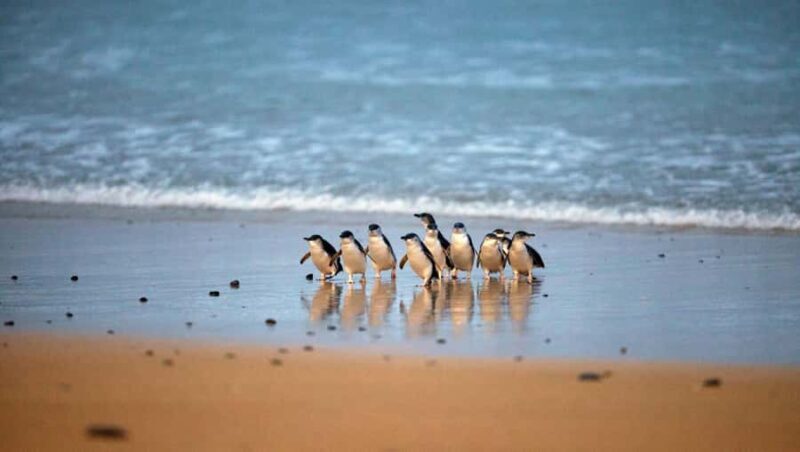 Melbourne: Phillip Island Private Tour with Penguin Parade - Key Points