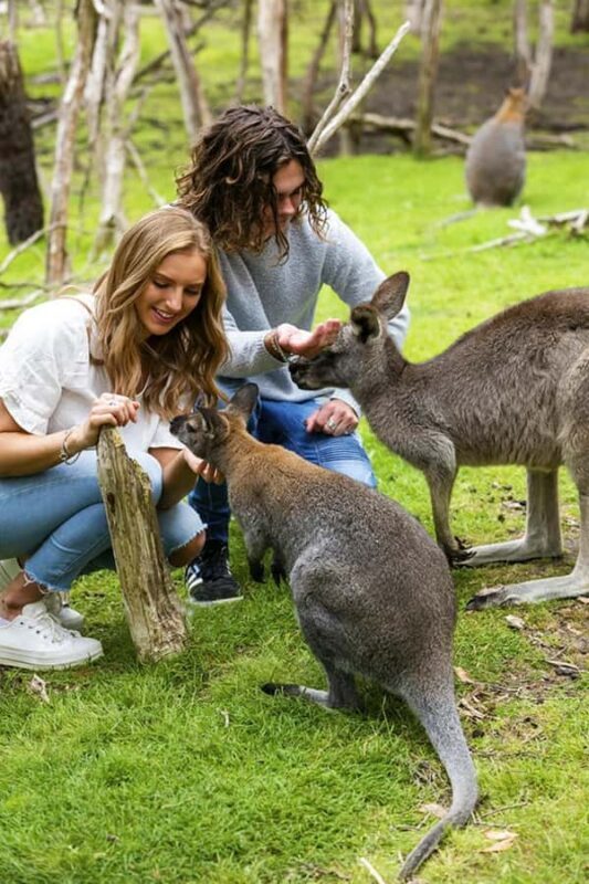 Melbourne: Phillip Island Private Tour with Penguin Parade - A Well-Rounded Adventure with Personal Touches