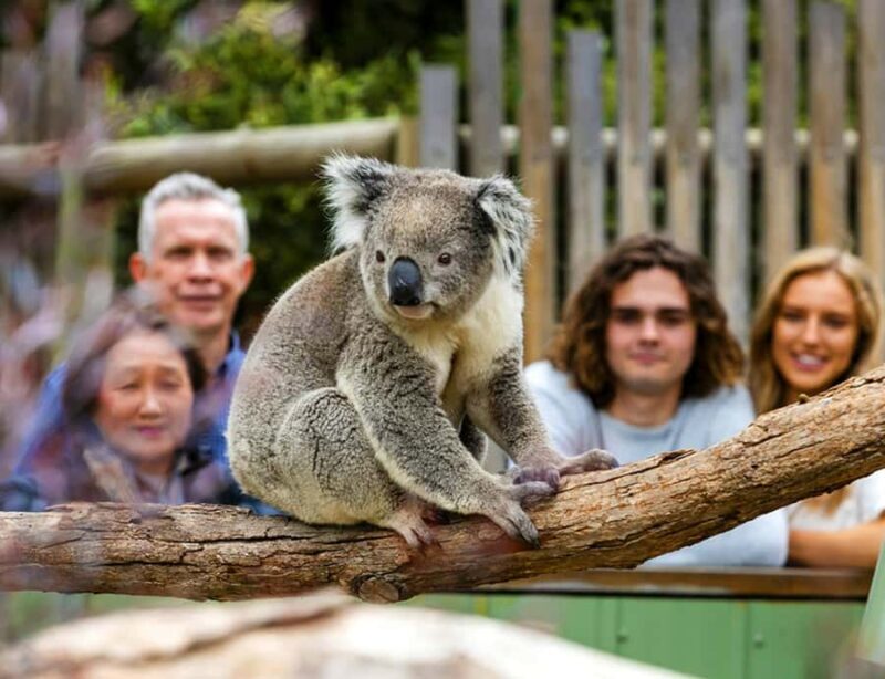 Melbourne: Phillip Island Private Tour with Penguin Parade - Final Thoughts