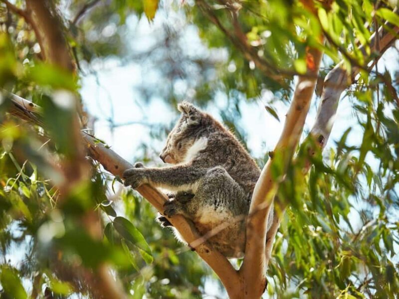 Melbourne: Phillip Island Private Trip, Penguin and Wildlife - How the Tour Unfolds