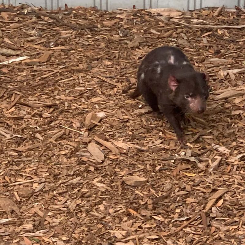 Melbourne: Phillip Island Tour & Penguin Parade - An In-Depth Look at the Tour