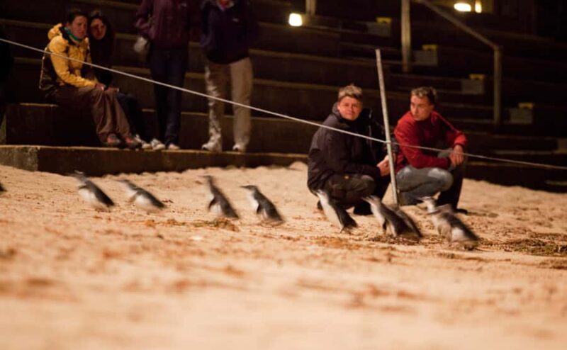 Melbourne: Phillip Island Tour & Penguin Parade - The Sum Up