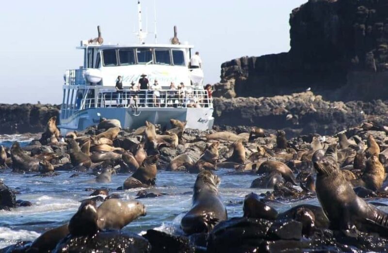 Melbourne: Phillip Island Tour w/ Hop-on Bus or Seal Cruise - The Sum Up