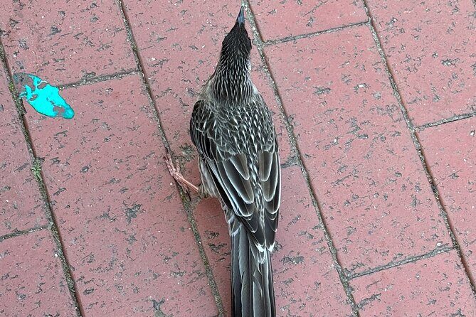 Melbourne: Private Grampian National Park Tours - Who Should Consider This Tour?