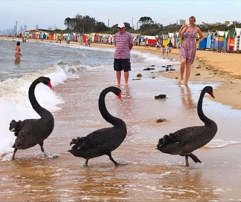 Melbourne Private Guided City Highlights Tour - The Sum Up: Is This Tour Worth It?